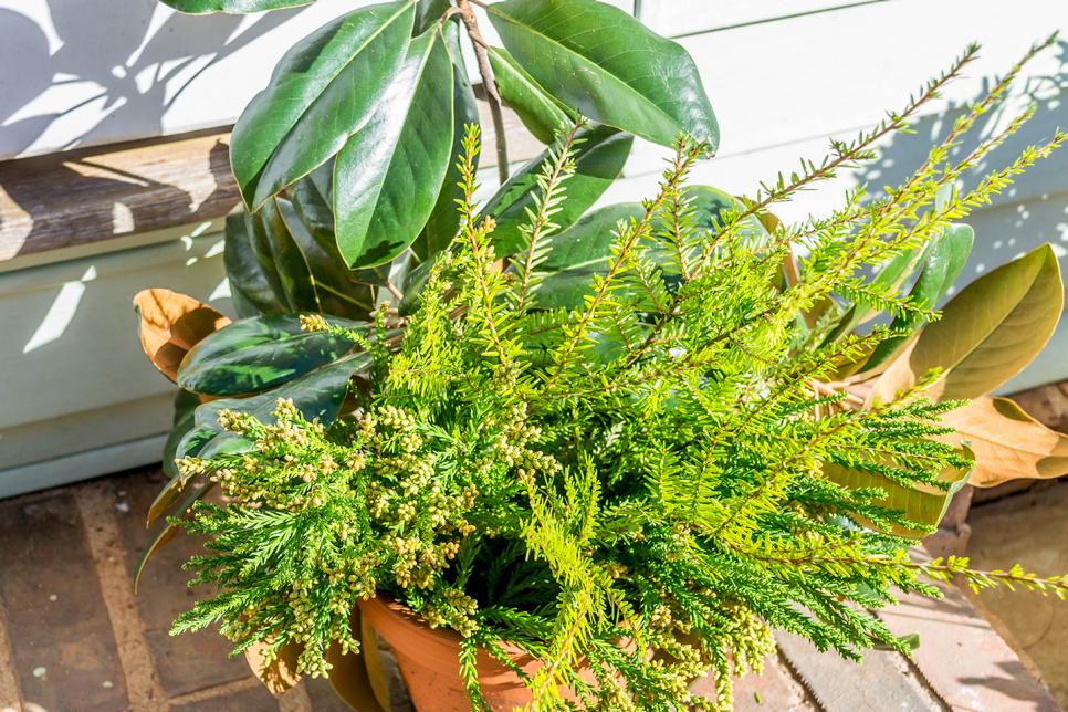 Create a Winter Container Garden | HGTV
