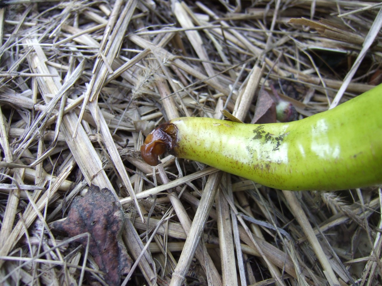 Why Pepper Plant Leaves Turn Yellow and More Pepper Problems | HGTV