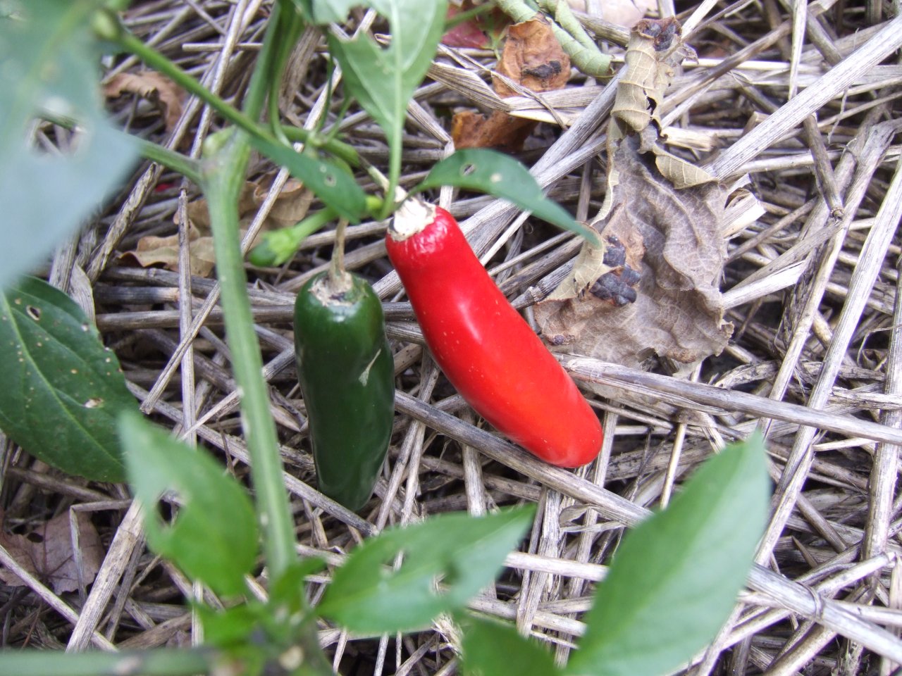 Why Pepper Plant Leaves Turn Yellow and More Pepper Problems | HGTV