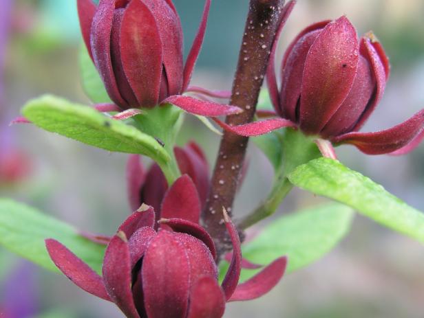 How To Grow Sweetshrub In Your Garden | HGTV