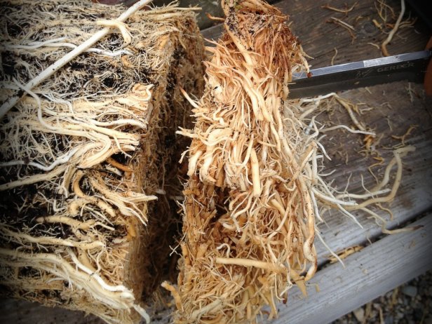 How to Repot Your Houseplants | HGTV