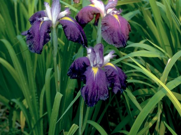 Japanese Irises | HGTV