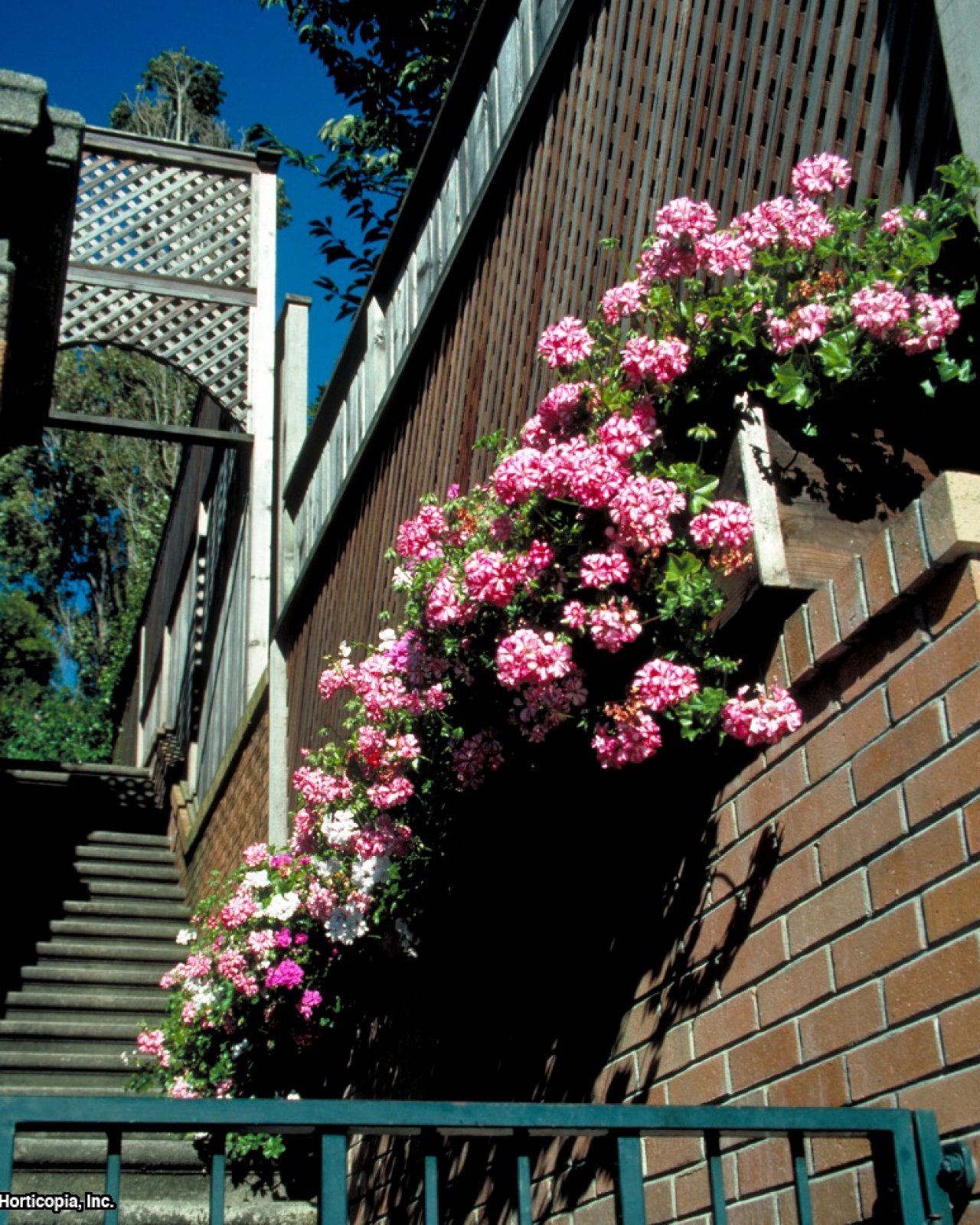 Ivy Geranium: How to Get More Blooms | HGTV