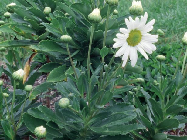 Montauk Daisy: Montauk Daisy Care | HGTV