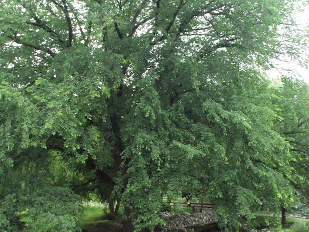 How to Grow and Care for Elm Trees | HGTV