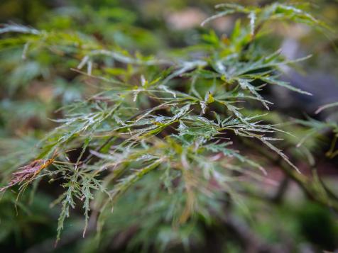 Japanese Maple Stem Canker