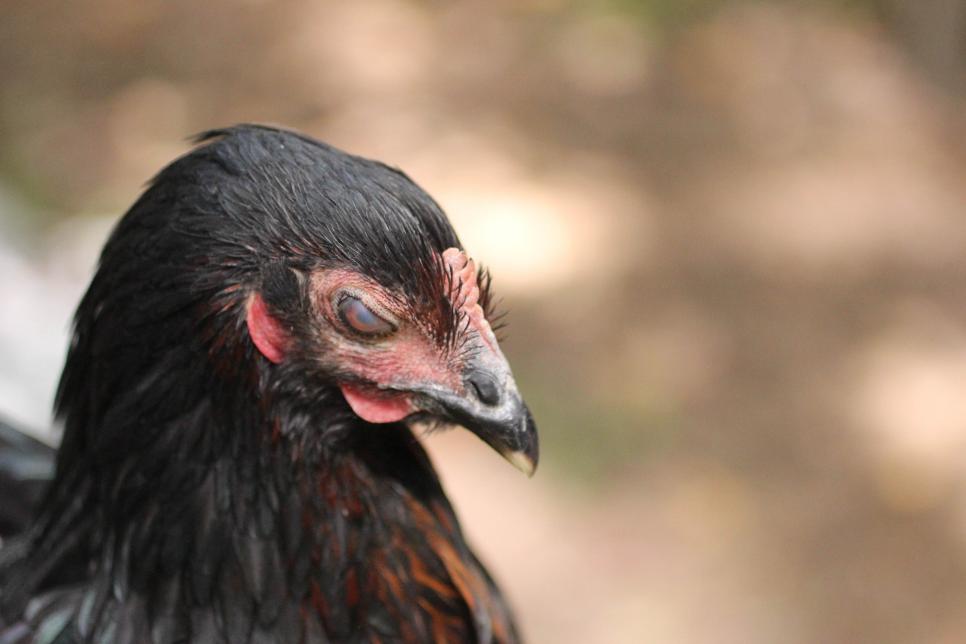 13 Fascinating Facts About Chickens | HGTV