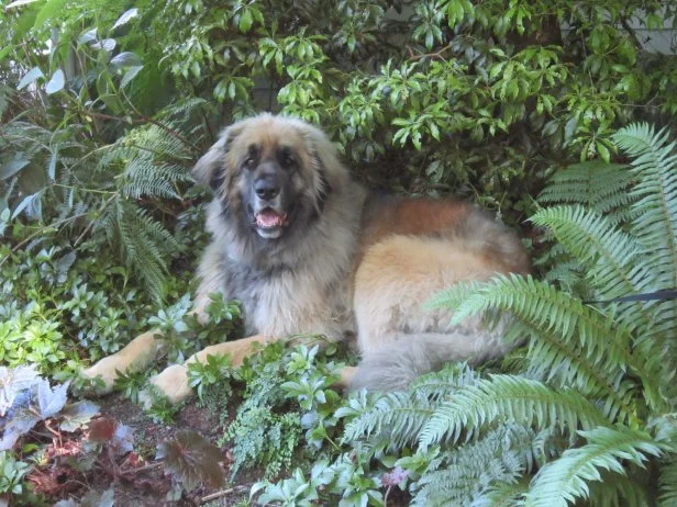 Creative Ways To Address The Dog-Run Dead Zone | HGTV