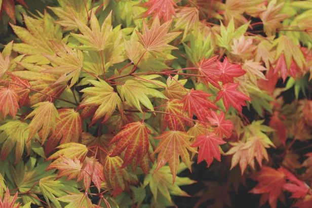 Trees for Multi-Season Color | HGTV