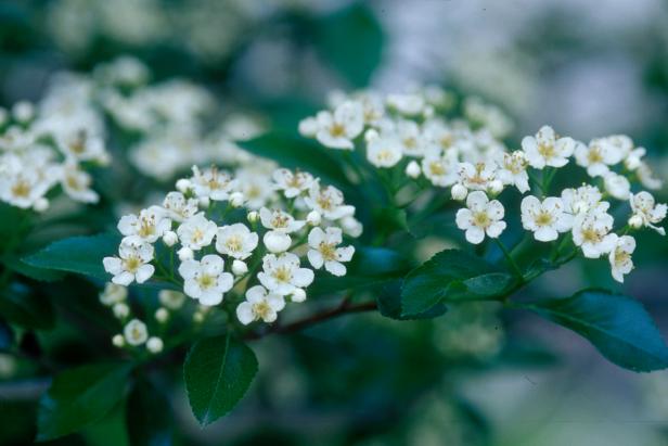 13 Indestructible Trees | HGTV