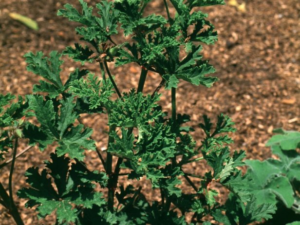 Scented Geraniums: The Rose Geranium | HGTV