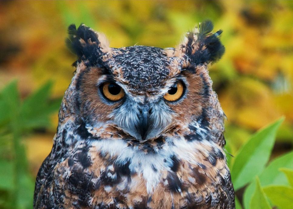 Incredible Owls | HGTV