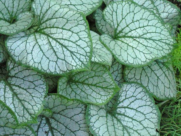 What are Variegated Plants? | All About Variegated Plants | HGTV