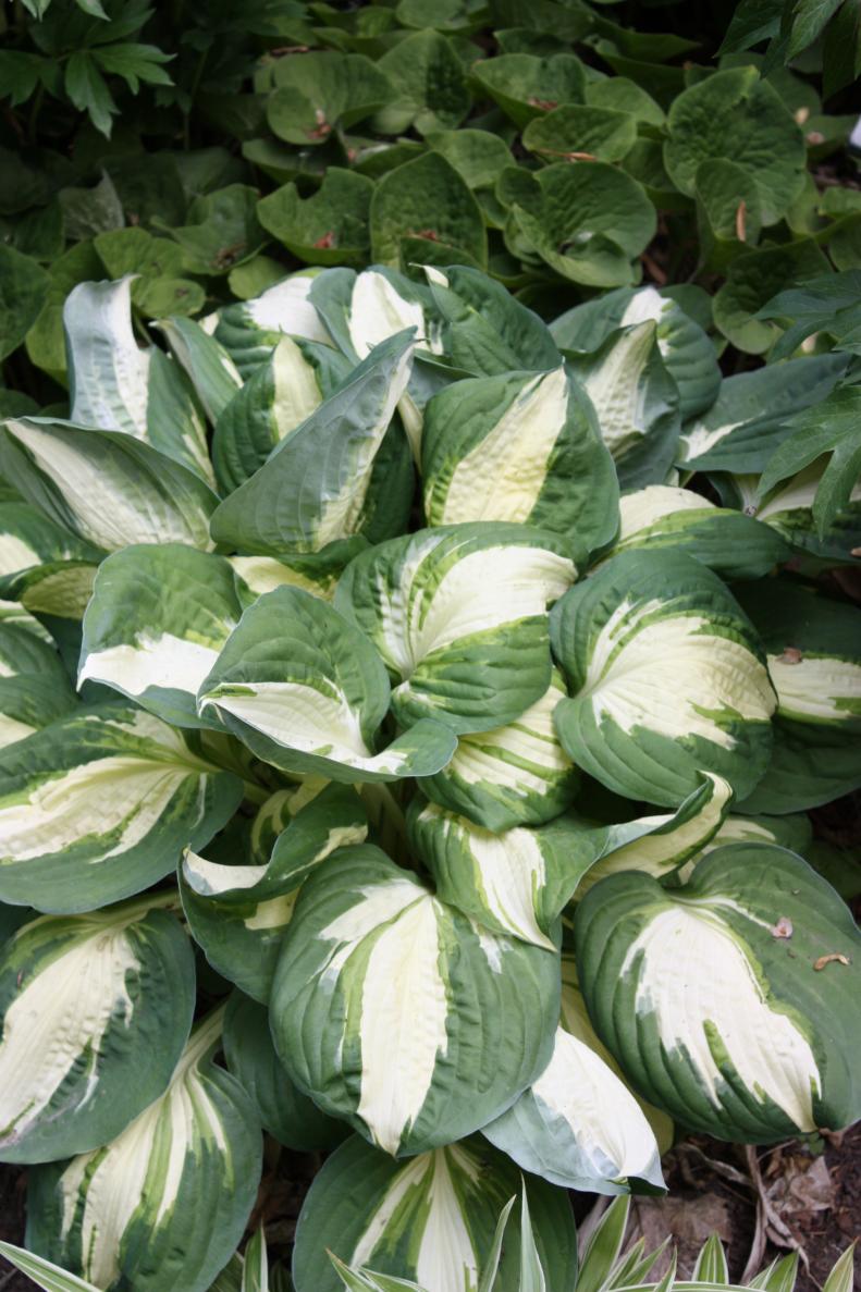 Hosta Varieties for Your Shade Garden | HGTV
