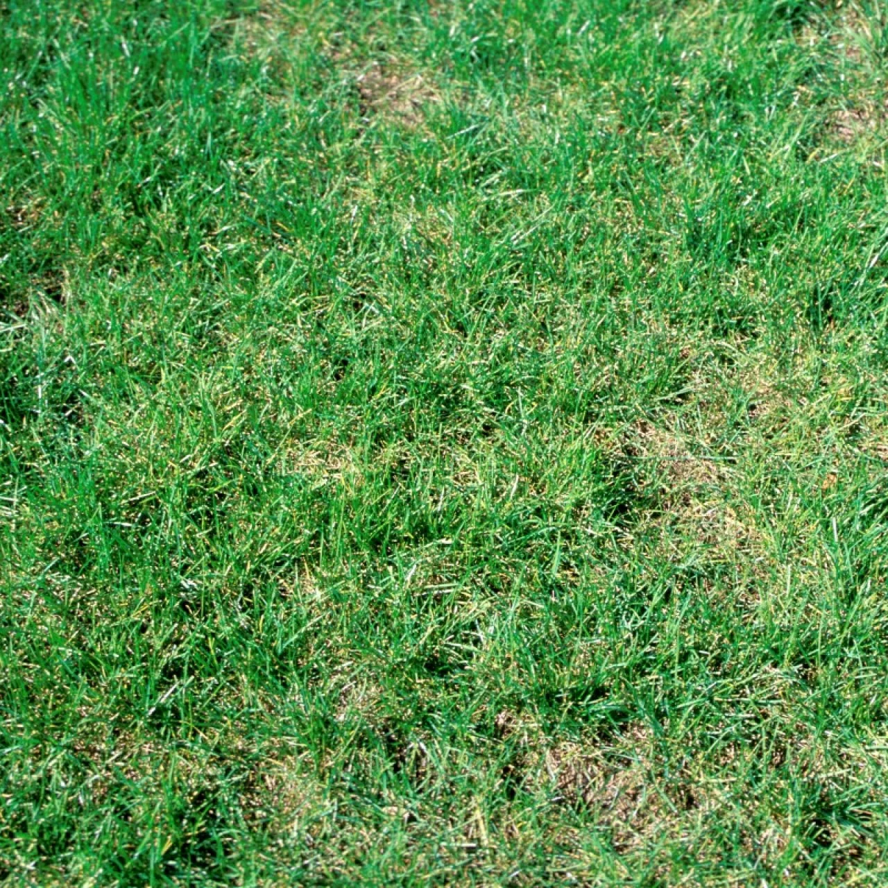 Winter grass store