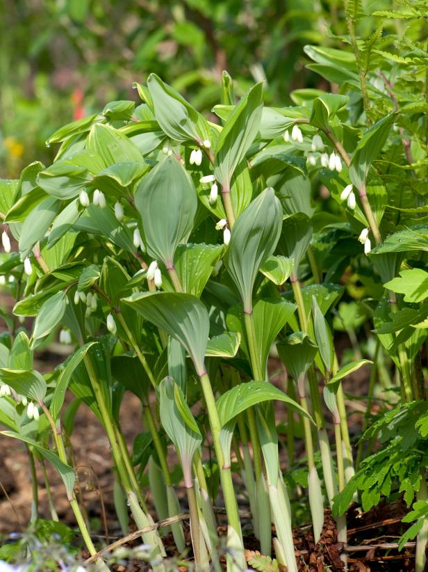 Native Plants for Northeast Gardens | HGTV