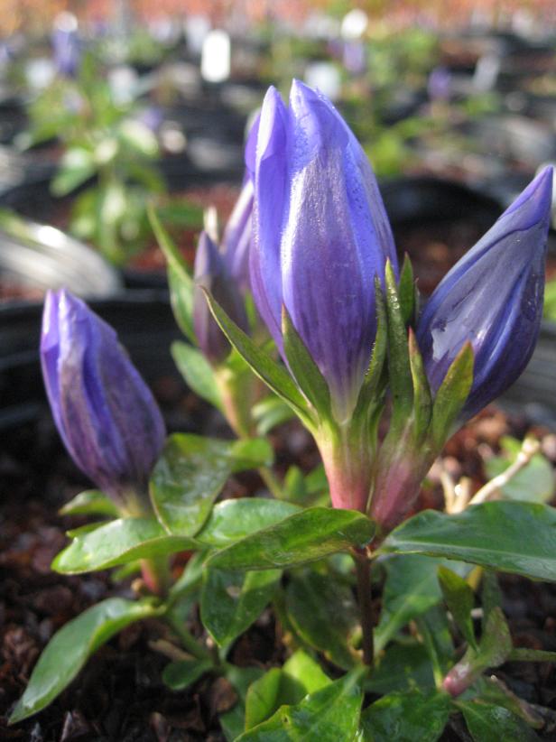 Native Plants for Northeast Gardens | HGTV