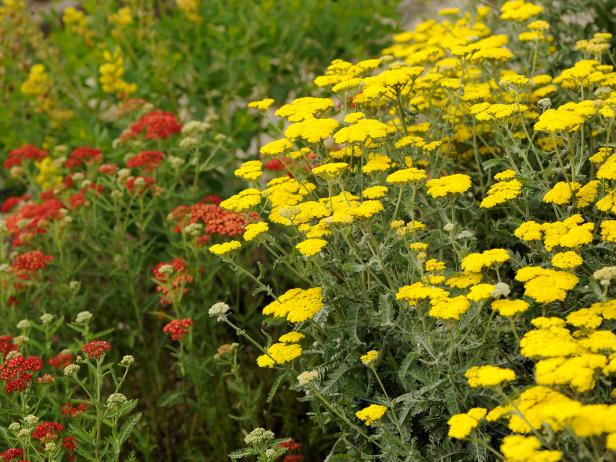 Tips for Planting and Growing Yarrow | HGTV