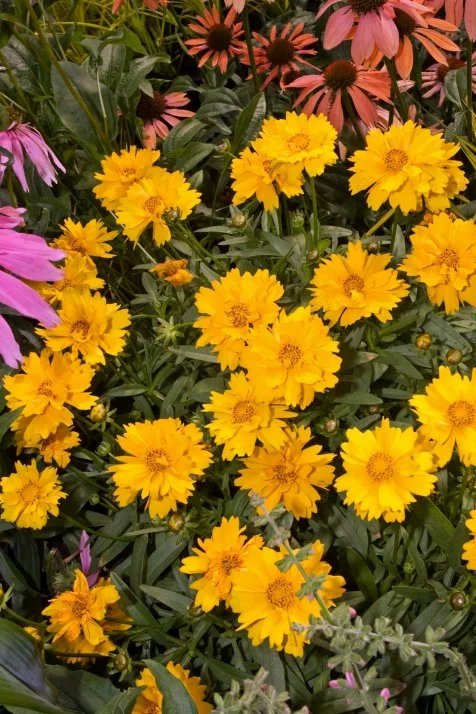 does coreopsis need full sun