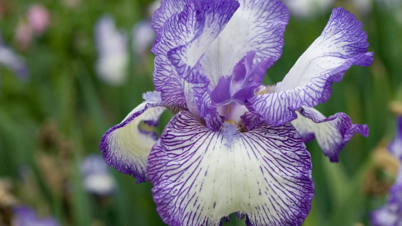 Iris Flower Color Change