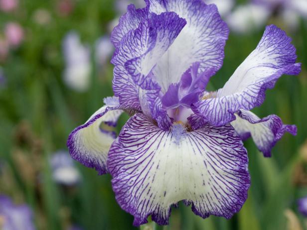 Iris Flower: Varieties to Grow and How to Care for Them | HGTV