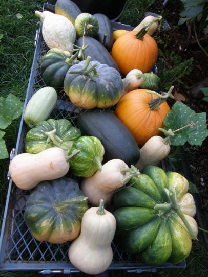 Winter Squash Vegetable