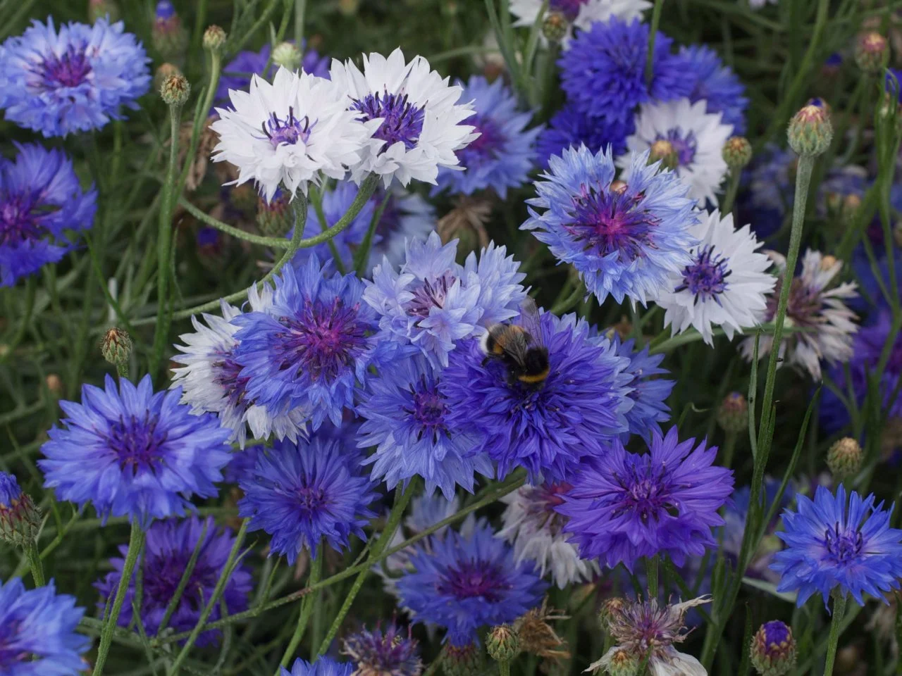 Best Blue Annual Flowers for Your Garden HGTV