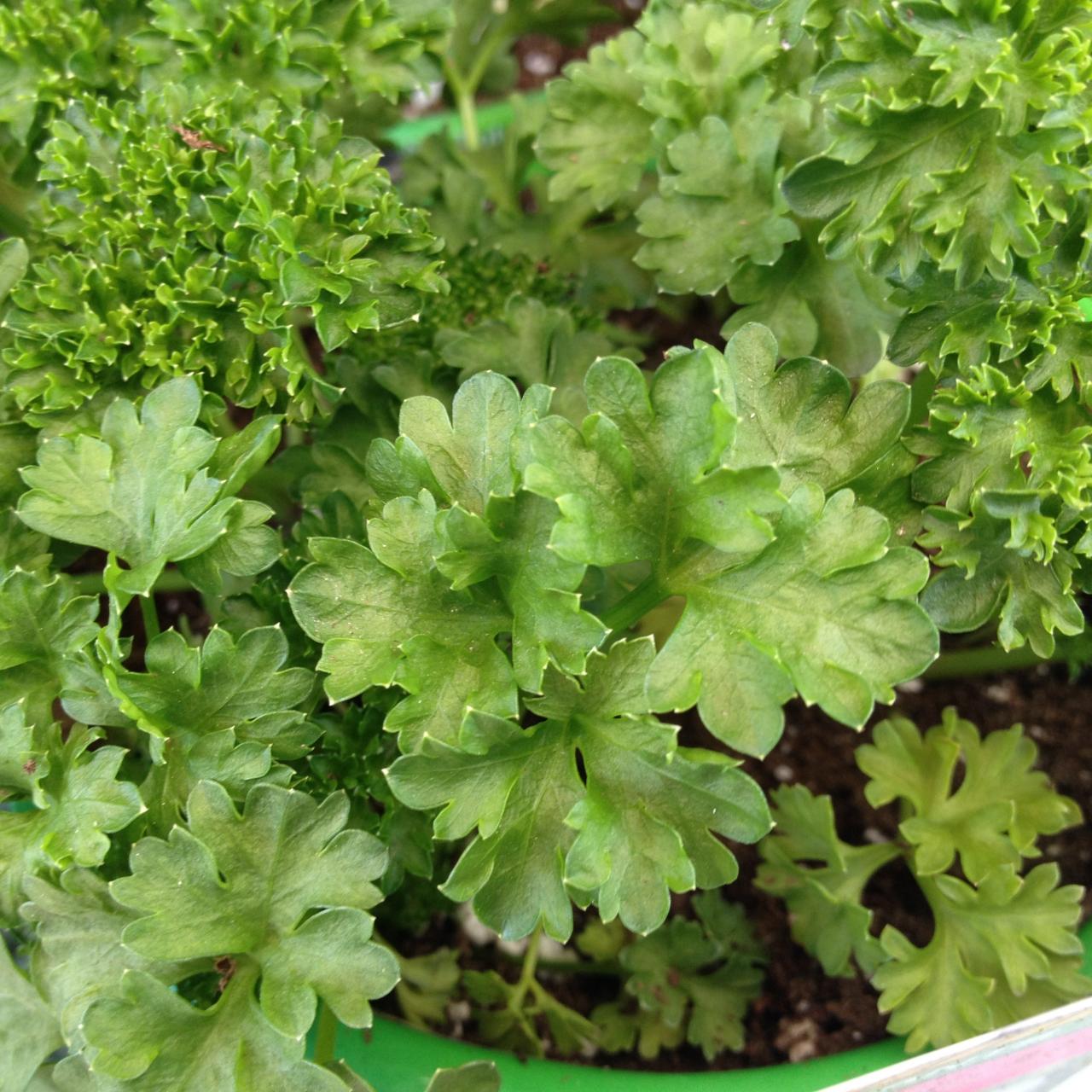 Parsley Plant