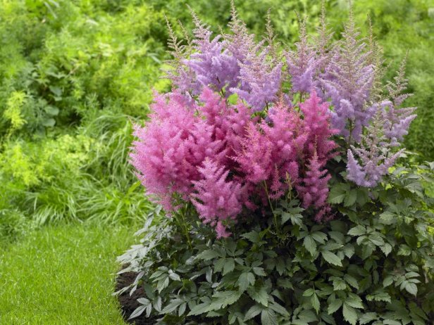Growing Astilbe | HGTV