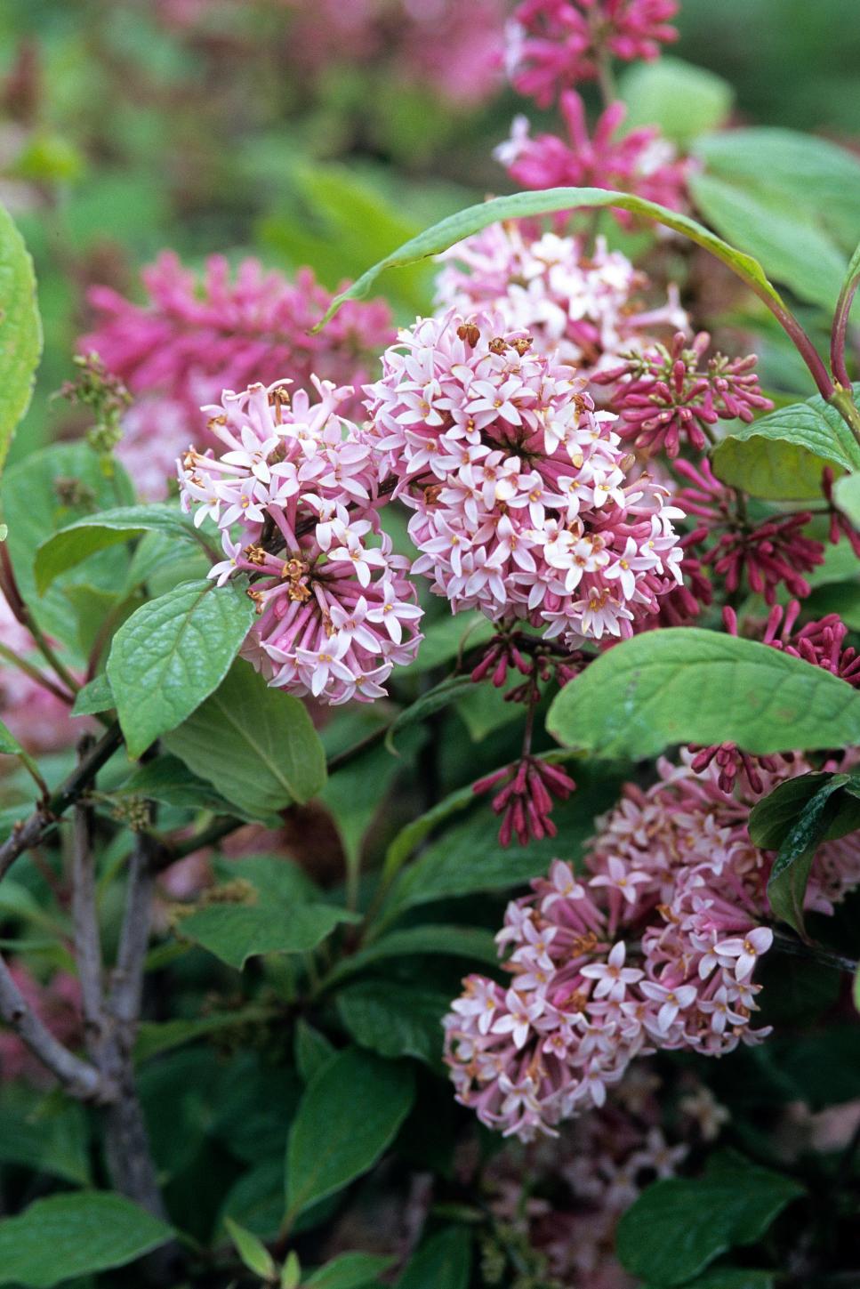18 Lilac Varieties | HGTV