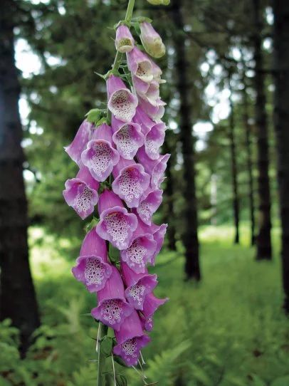 How to Grow and Care for Foxglove HGTV