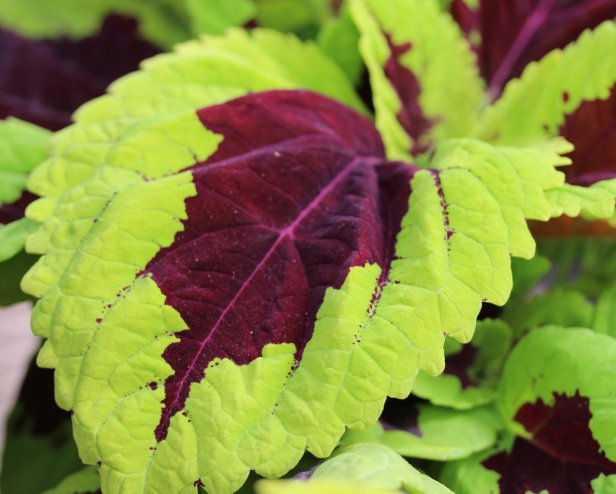 Planting and Caring for Coleus Plant | HGTV