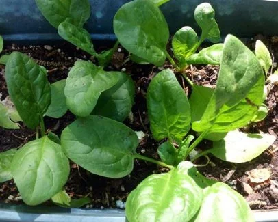 Salad Garden Layout Plants