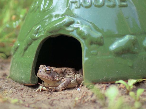 How to Attract Toads to the Garden | HGTV