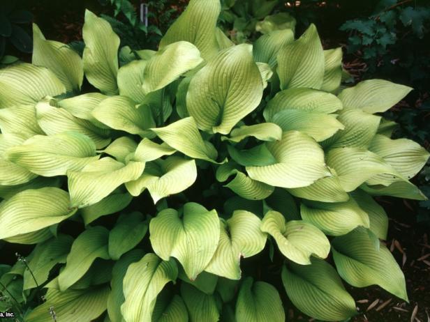 Hostas: How to Plant, Grow and Care for Hostas | HGTV