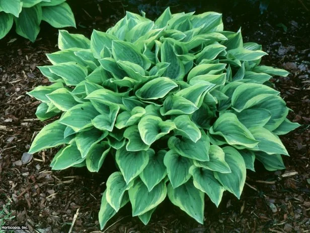 Varieties Of Hosta Plants Names Hosta Varieties For Your Shade Garden