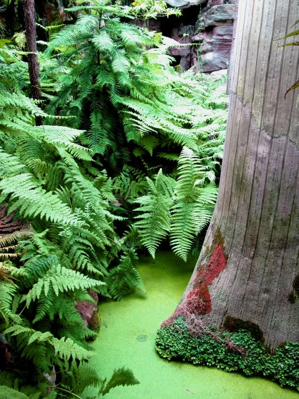 Use Ferns in Your Garden Design HGTV