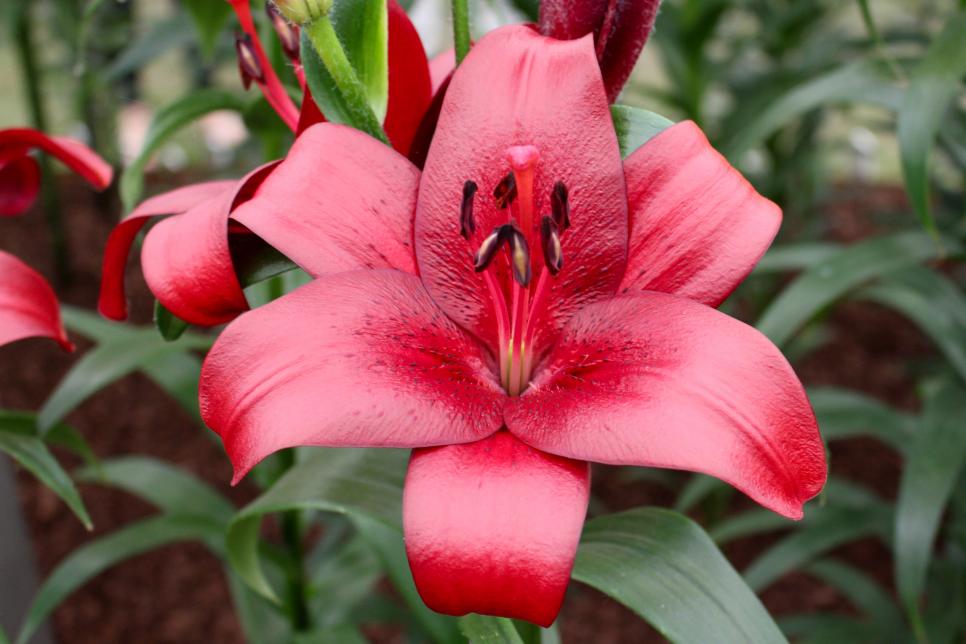 Photographs of Different Varieties of Asiatic Lilies | HGTV