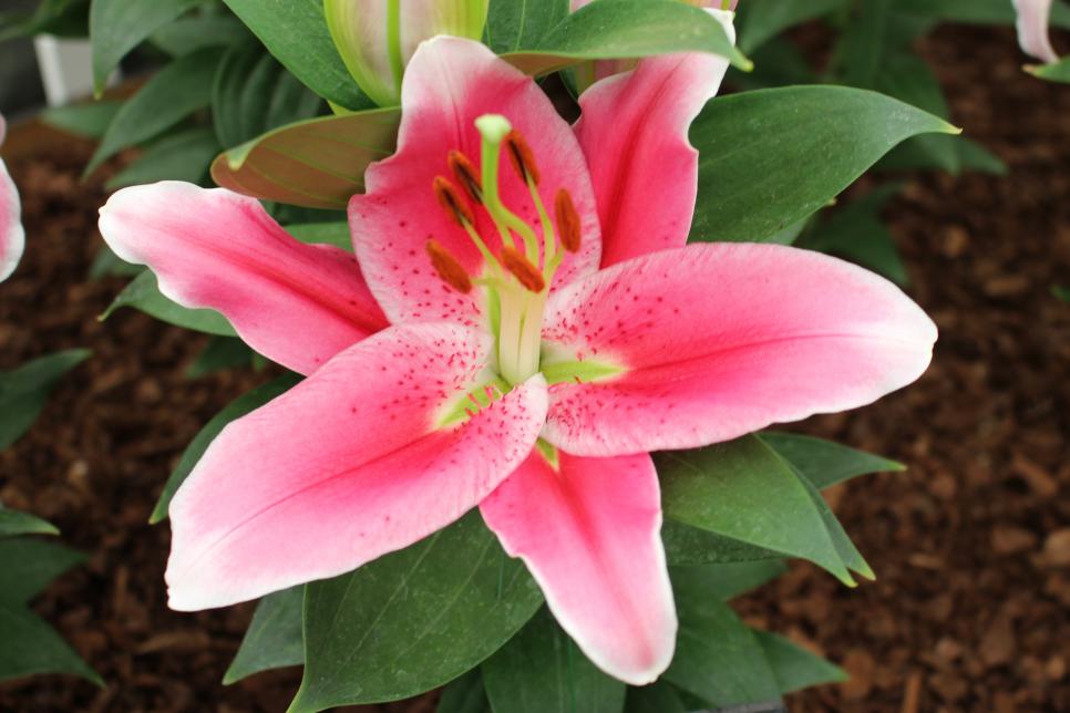 Photographs of Different Varieties of Asiatic Lilies | HGTV