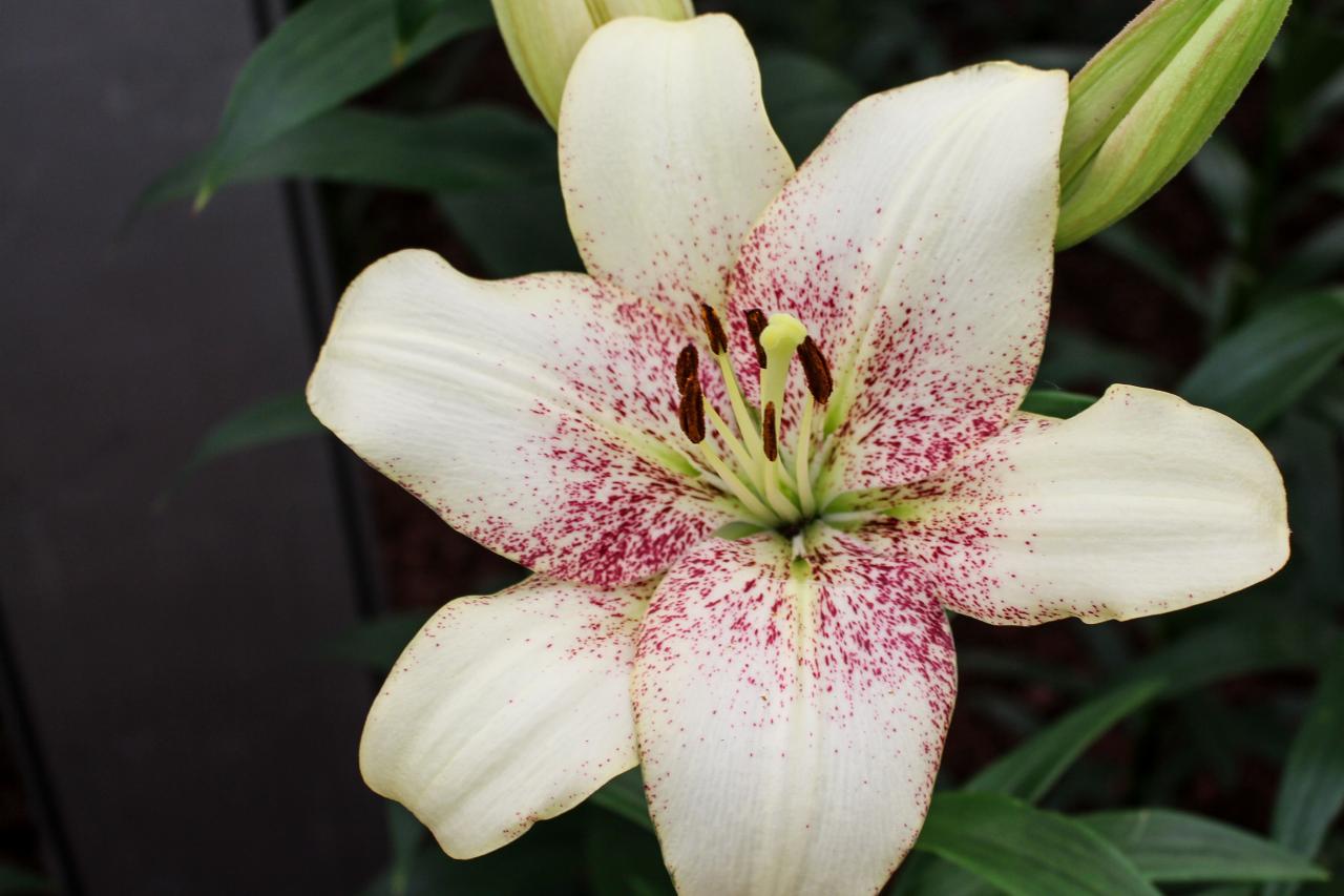 Tiny Ghost Asiatic Lily