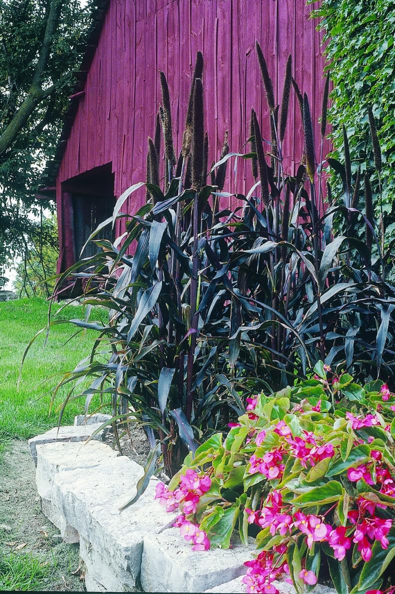 13 Terrific Tall Grasses Hgtv