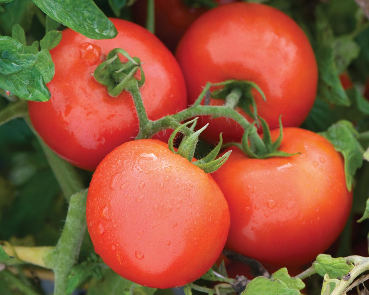 Best Tomato Varieties for the South | HGTV