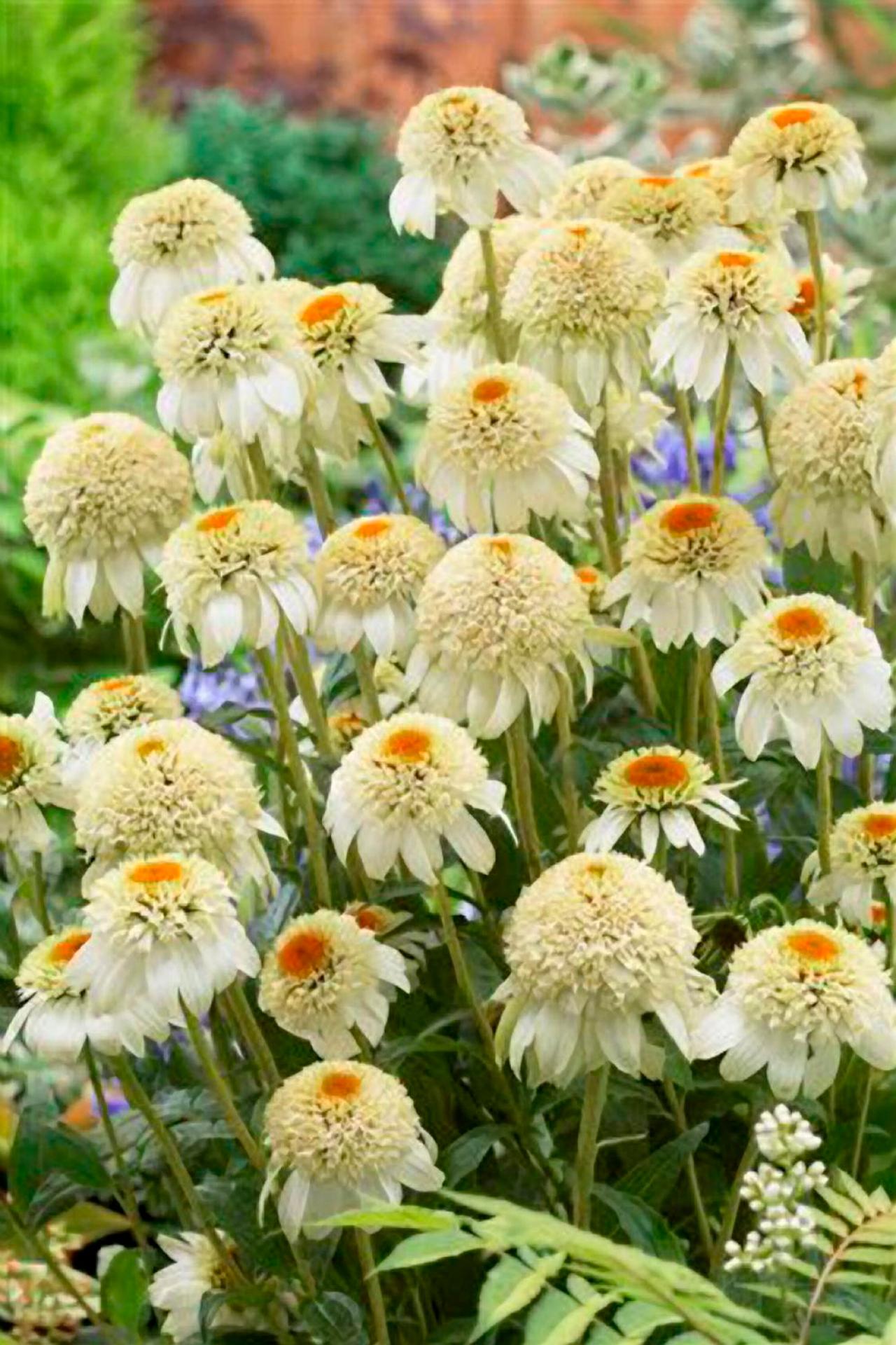 Yellow Coneflower Varieties