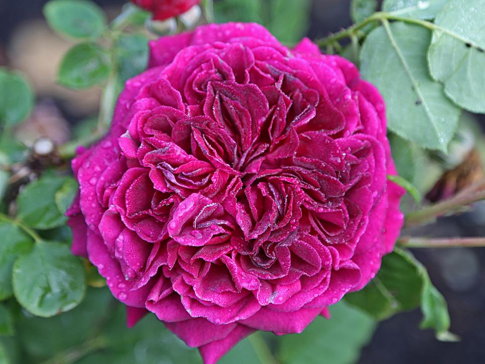 Prize-Winning Roses | HGTV