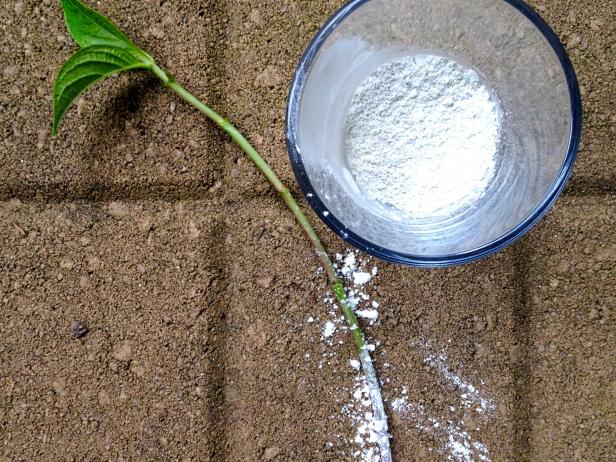 How to Propagate Hydrangeas | HGTV