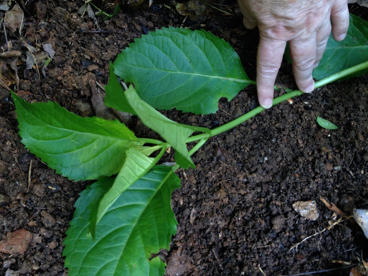 How to Propagate Hydrangeas | HGTV