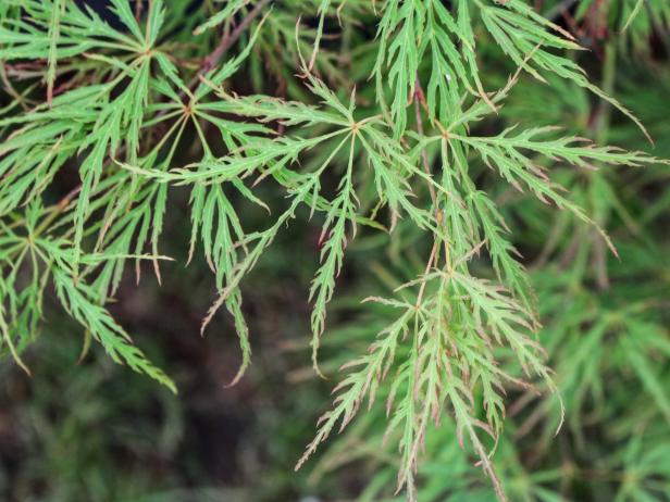 Japanese Maples: How to Plant, Grow and Care for Japanese Maples | HGTV