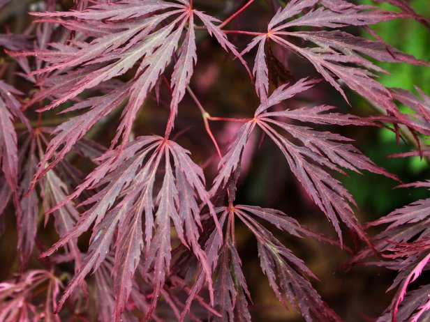Japanese Maples: How to Plant, Grow and Care for Japanese Maples | HGTV