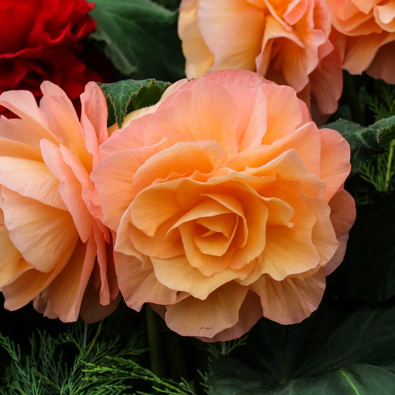 Annuals For Shade Gardens Guide To Shade Plants: Annuals Falk