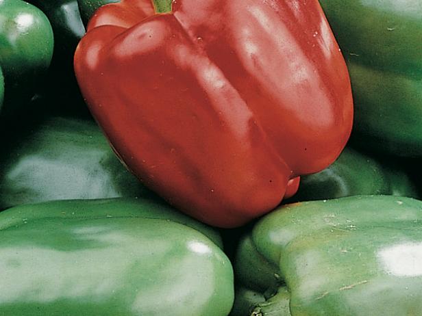 How to Plant and Grow Bell Peppers | HGTV